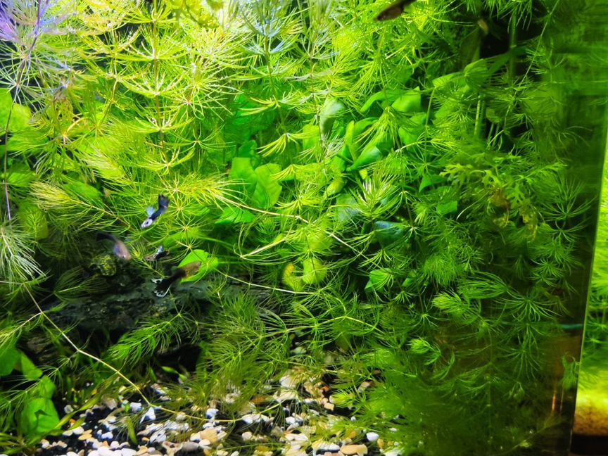 Роголистник в аквариум, прополка