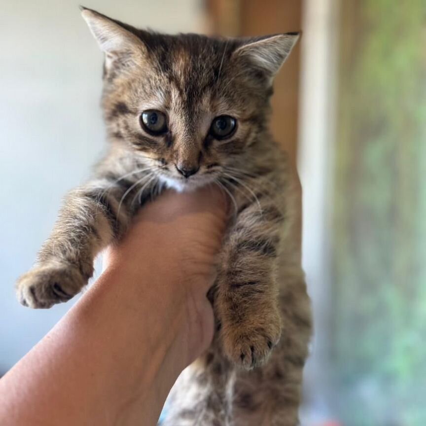 Маленький котеночек 2 месяца приучена к лотку