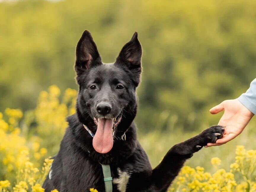 Умная Грета собака из приюта в добрые руки