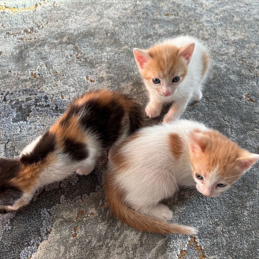 Котята от домашней кошки