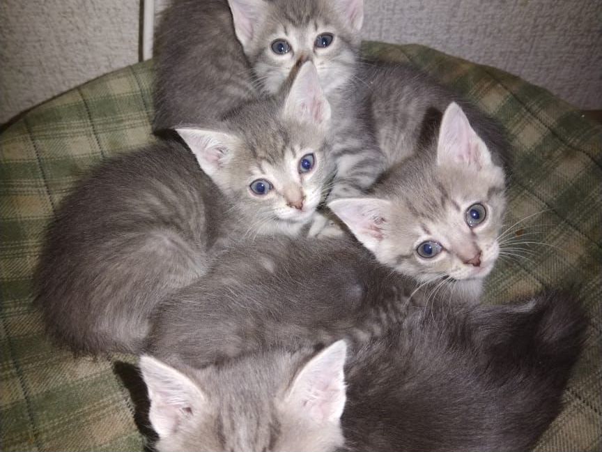 Классные и милые котята в добрые руки