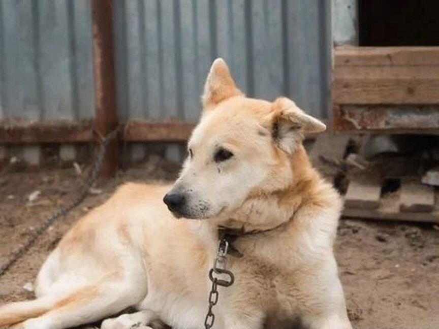 Отличный пёс для охраны