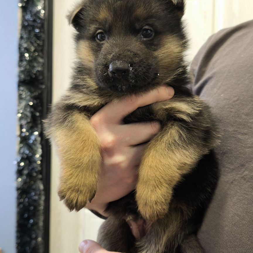 Немецкая овчарка, щенок