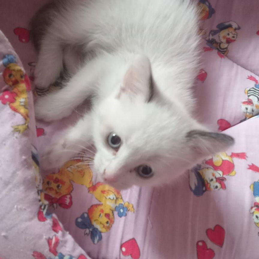 Котенок милаш