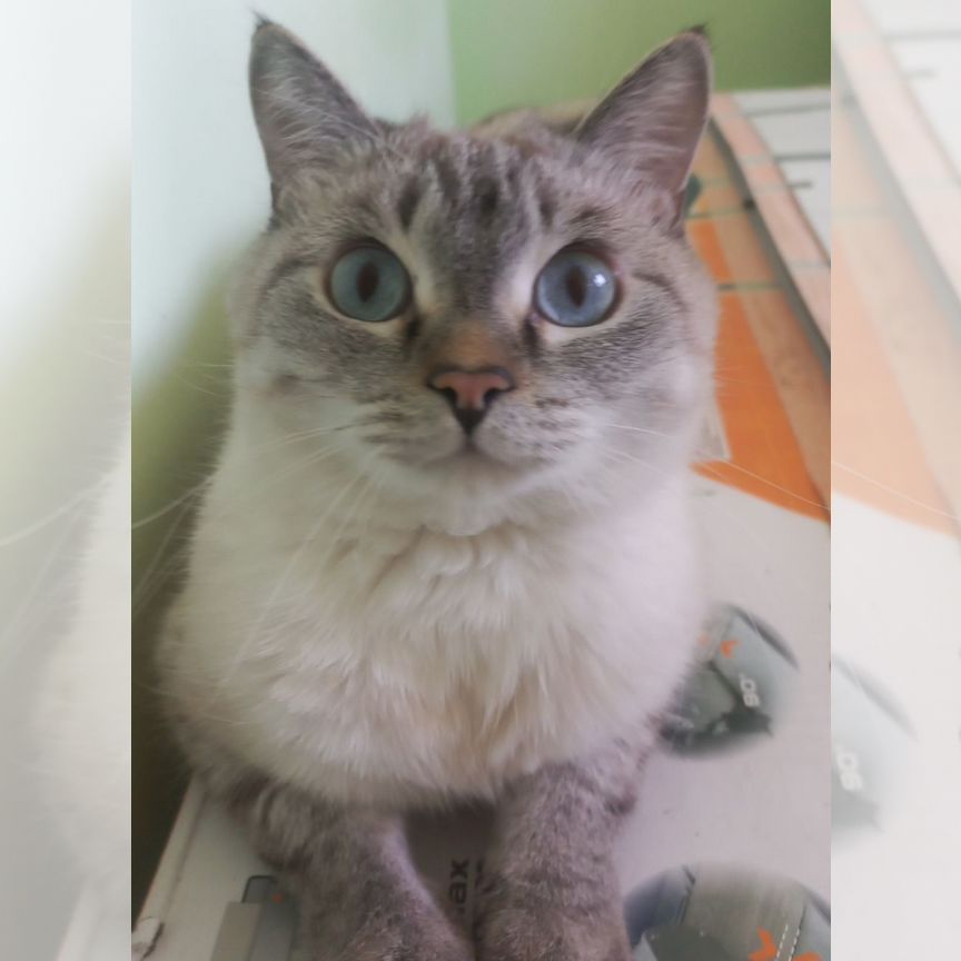 Сиамский, взрослый кот