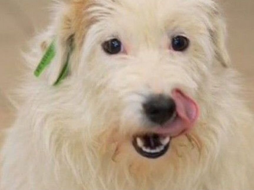 Маленькая собака 10 кг в добрые руки