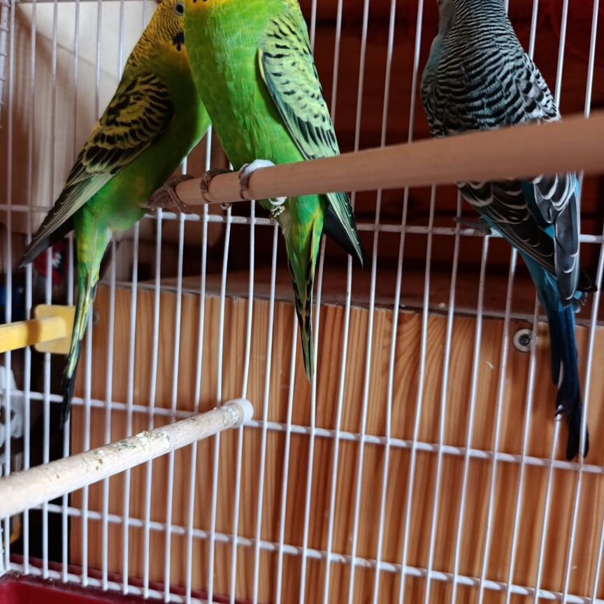 Волнистый попугай