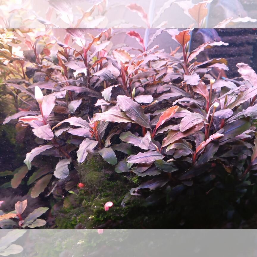 Буцефаландра (Bucephalandra sp.)выращена без CO2