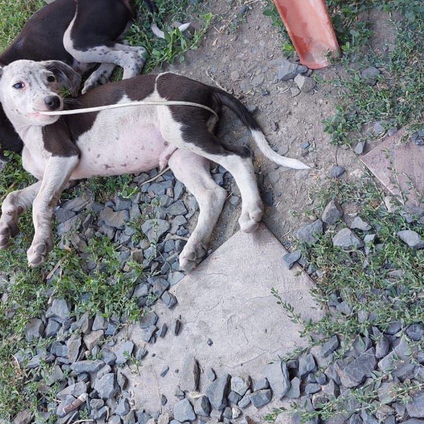 Щенки далматина в дар