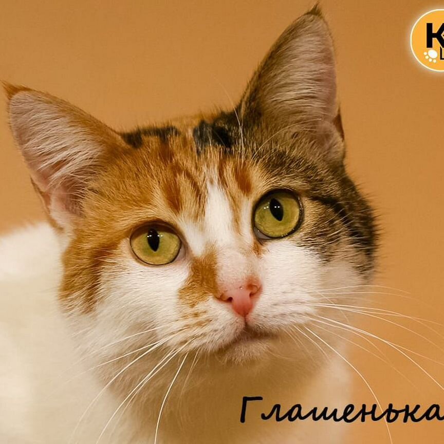 Кошка Глашенька, 5 лет