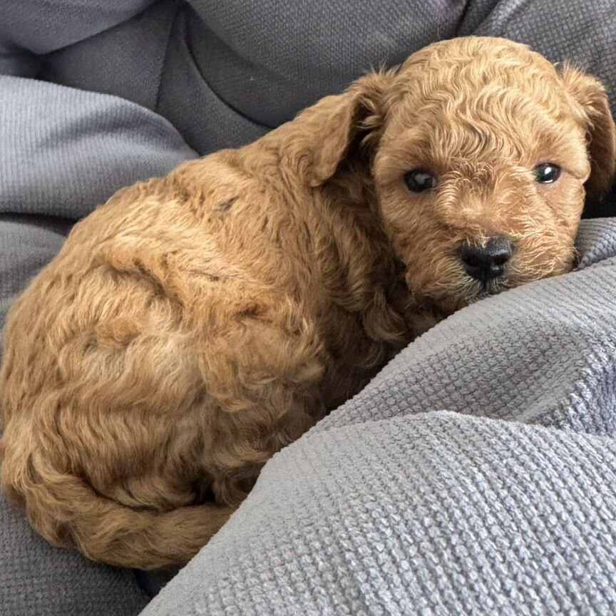 Той-пудель, щенок