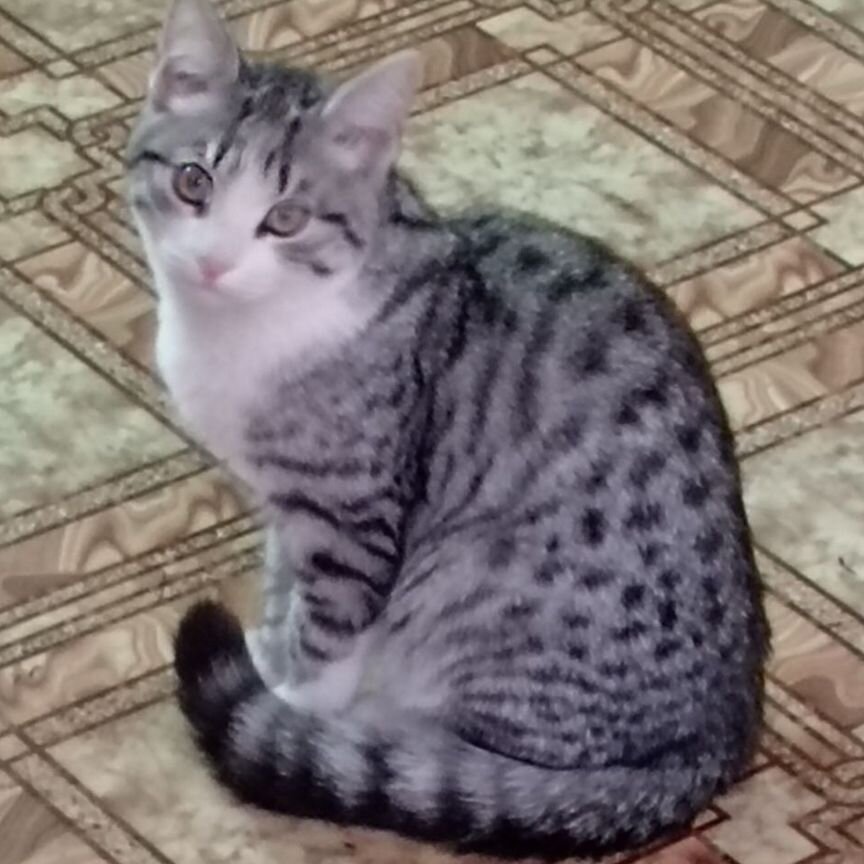 Котёнок в добрые руки