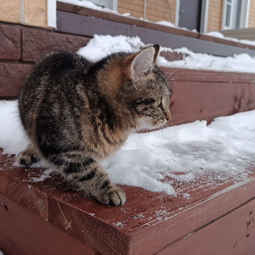 Кошка (возраст 5-6 месяцев)