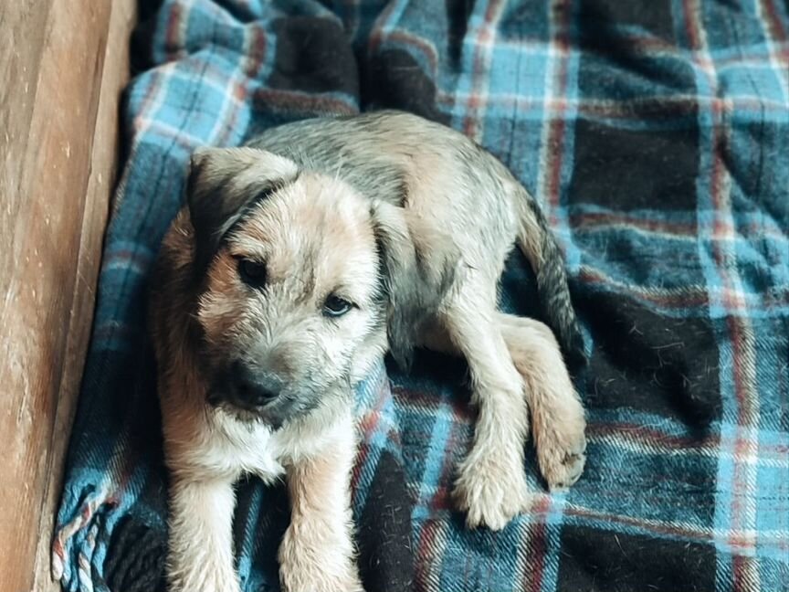 Если вам нужен настоящий друг-возьмите собаку