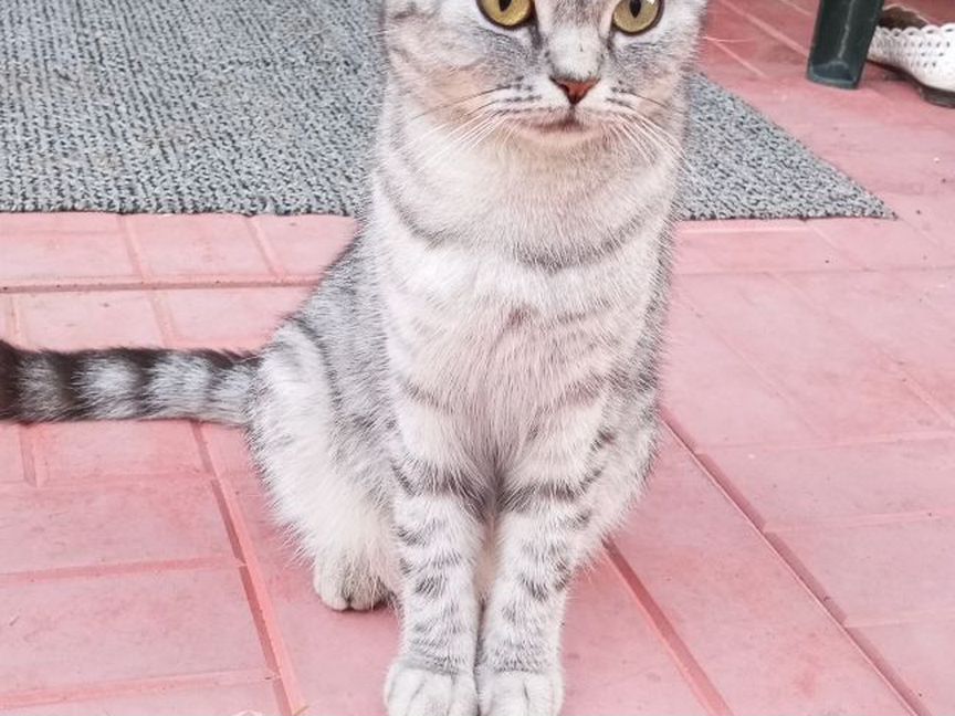 Британская кошка в добрые руки