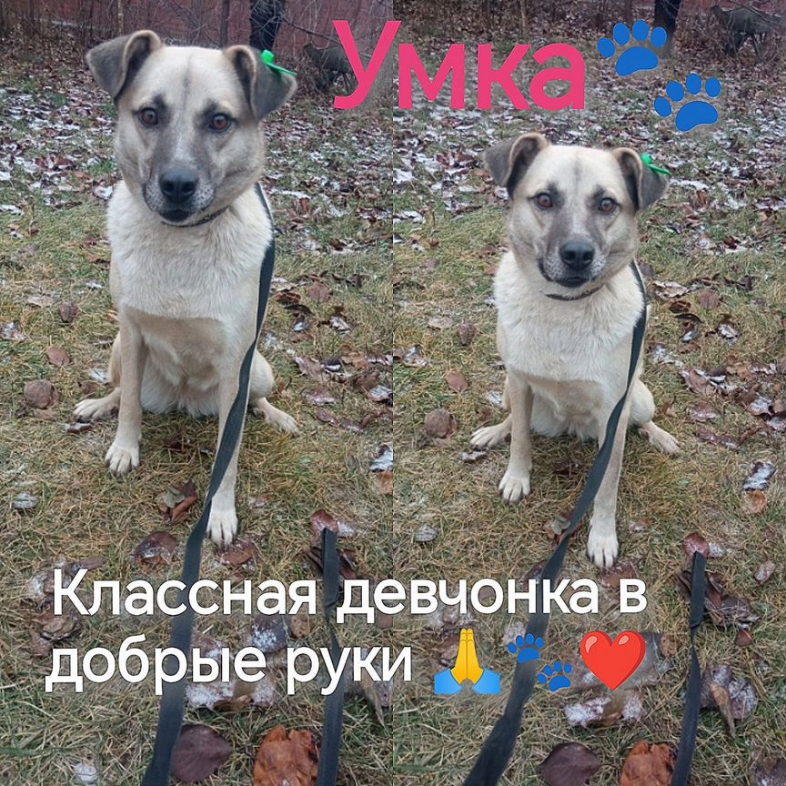 Собака в добрые руки