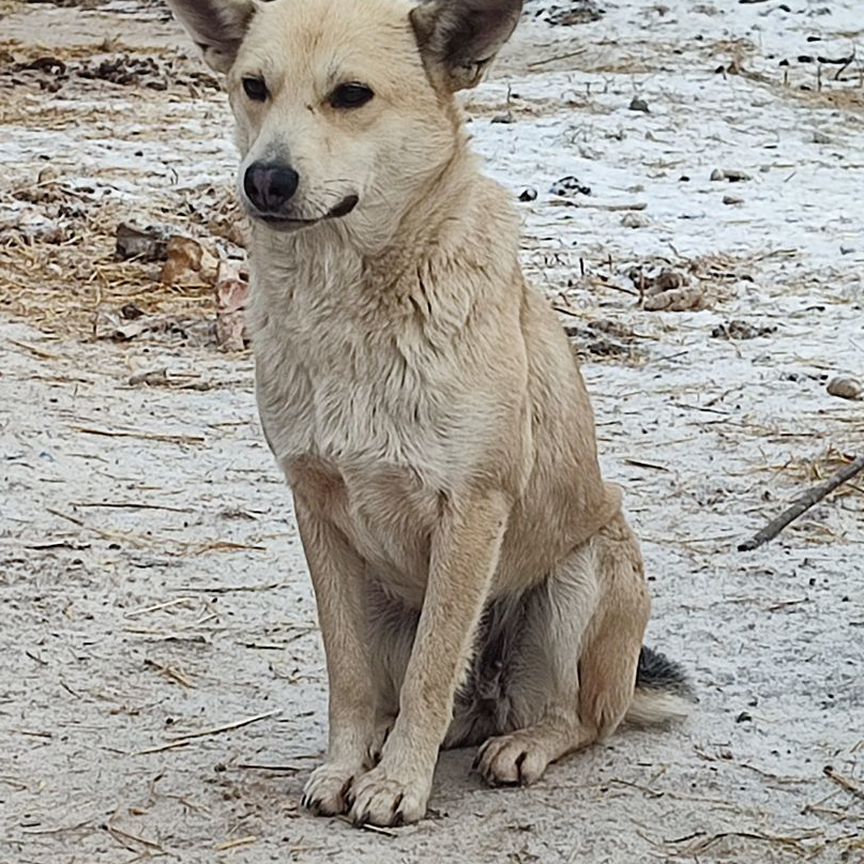 Взрослая собака в добрые руки