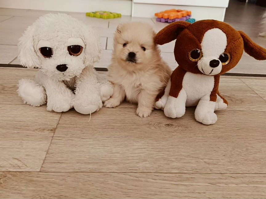 Щенки шпица