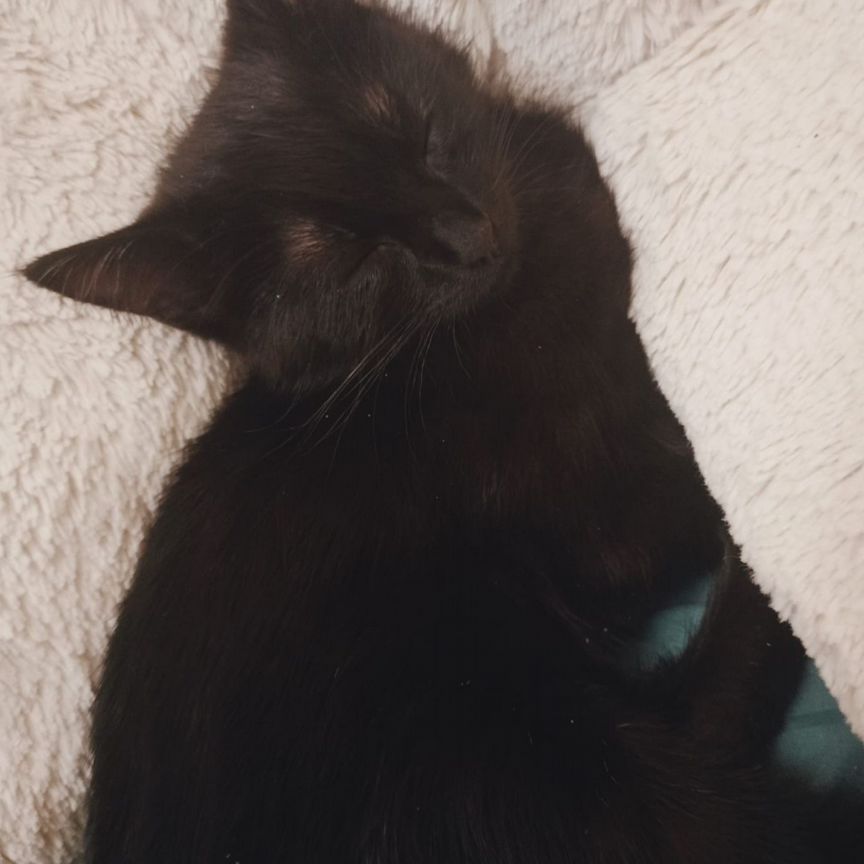 Котëнок в добрые руки