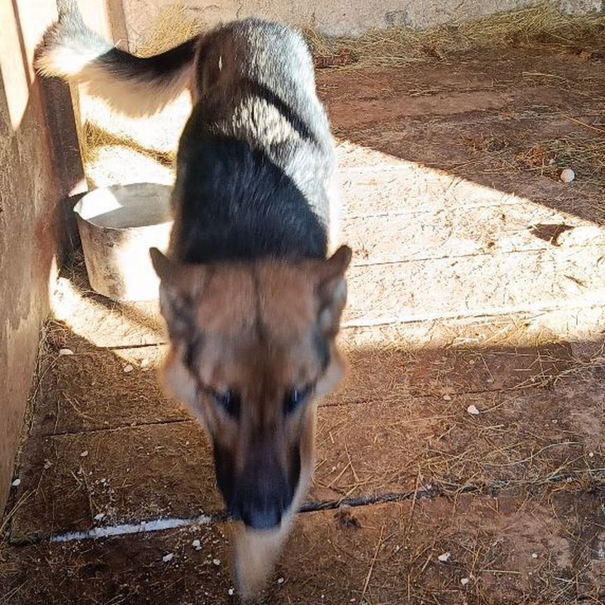 Немецкая овчарка, взрослая собака