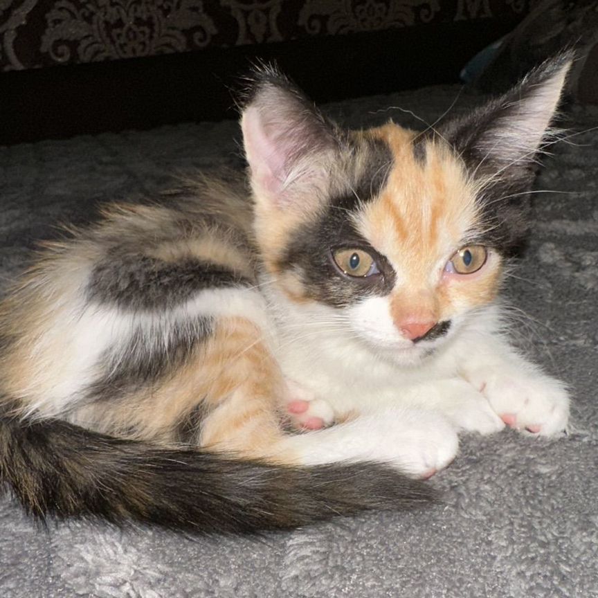 Персидский котёнок