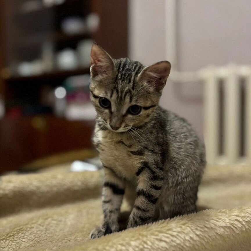 Отдадим нашу Симочку