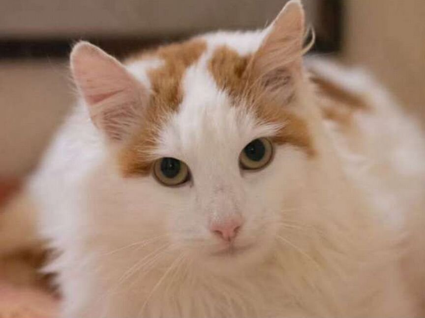 Шикарный кот Джоник