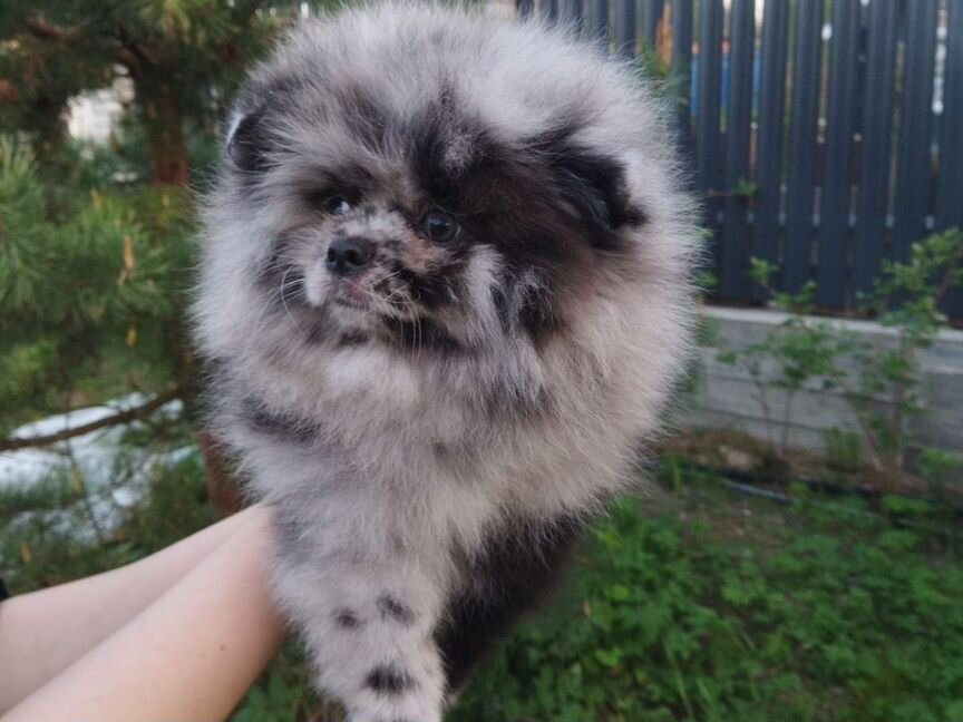 Померанский шпиц