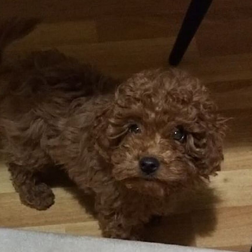 Той-пудель, щенок