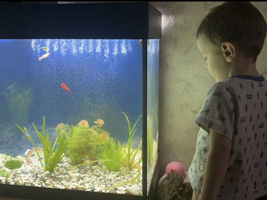Аквариум с рыбками