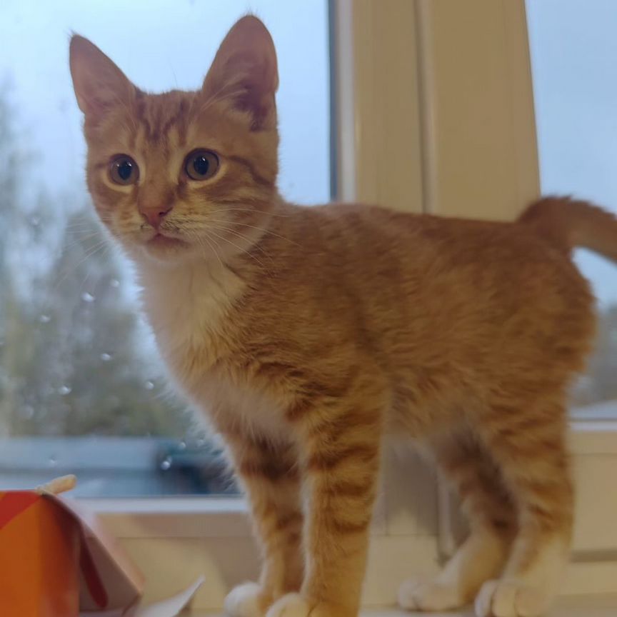 Малыш Купер в самые добрые руки Лесной приют