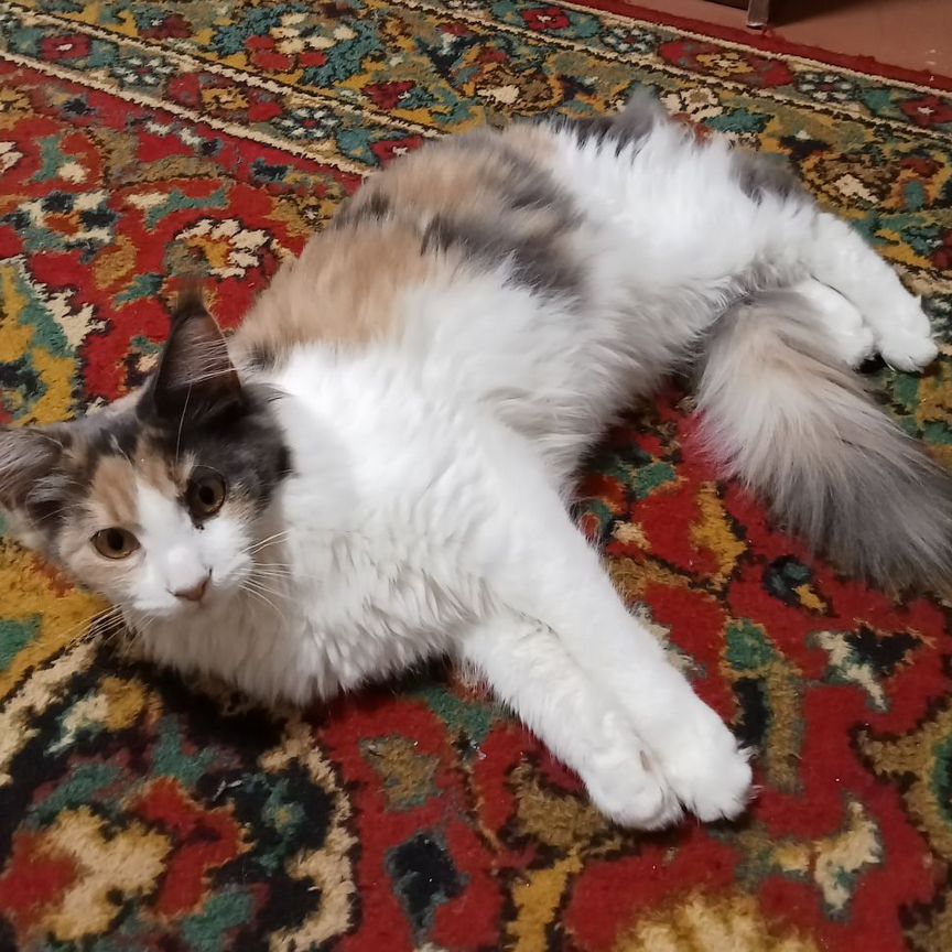 Мейн-кун котёнок