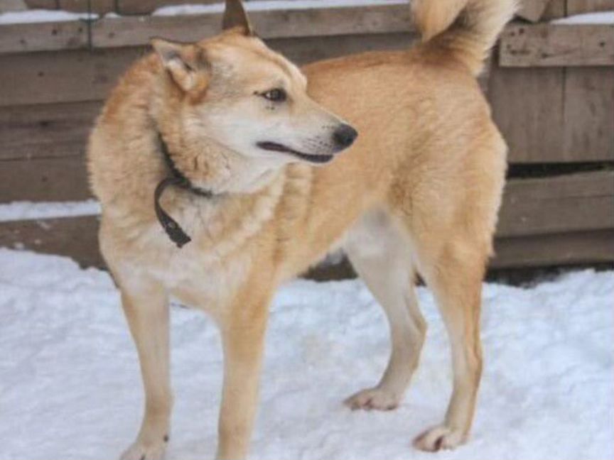 Пёсику нужен дом