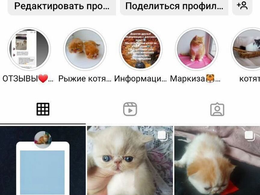 Котята экзоты