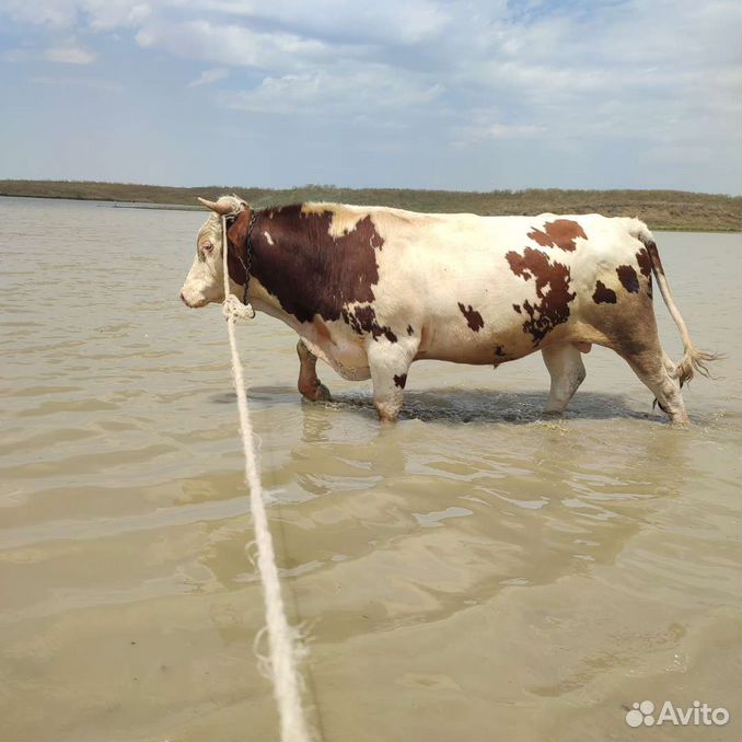 Бык на племя сементал