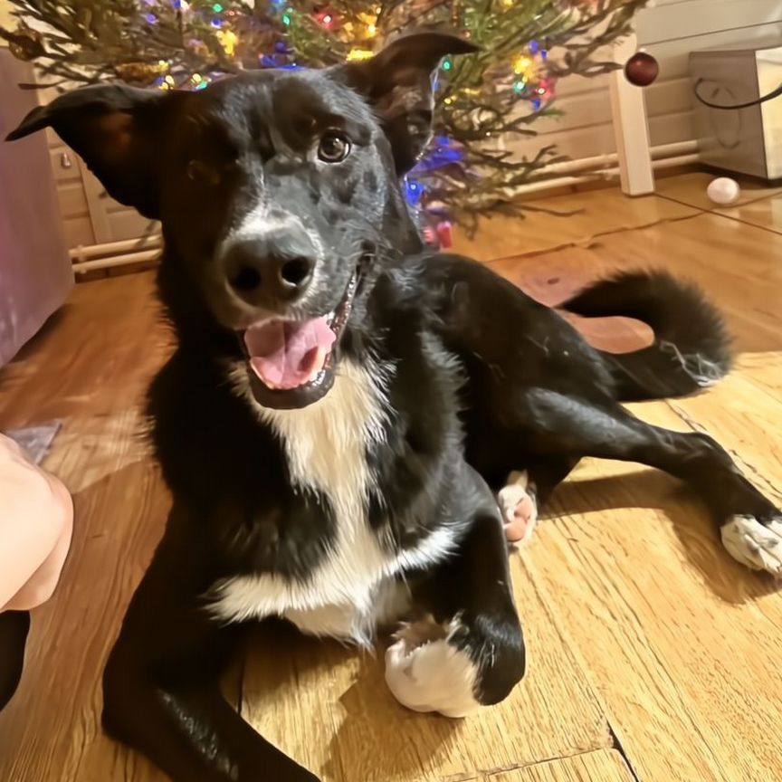 Взрослый пёс в добрые руки