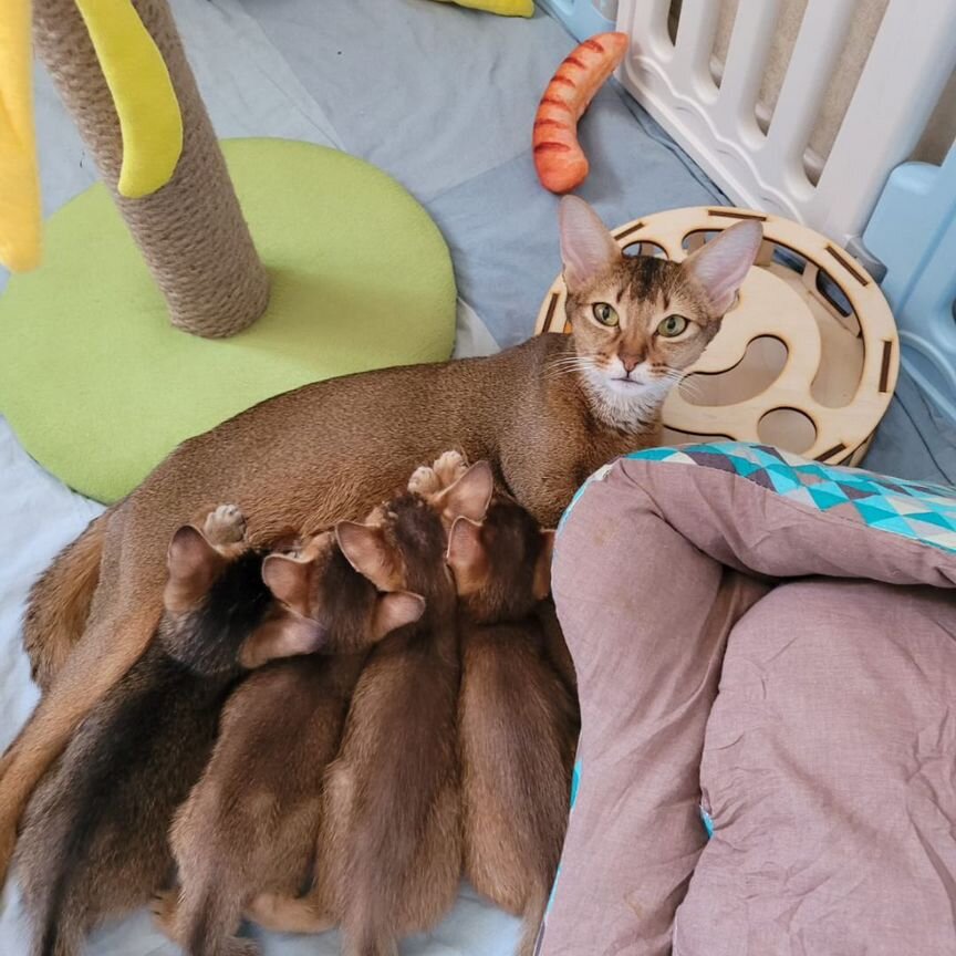 Котята саванна ф6
