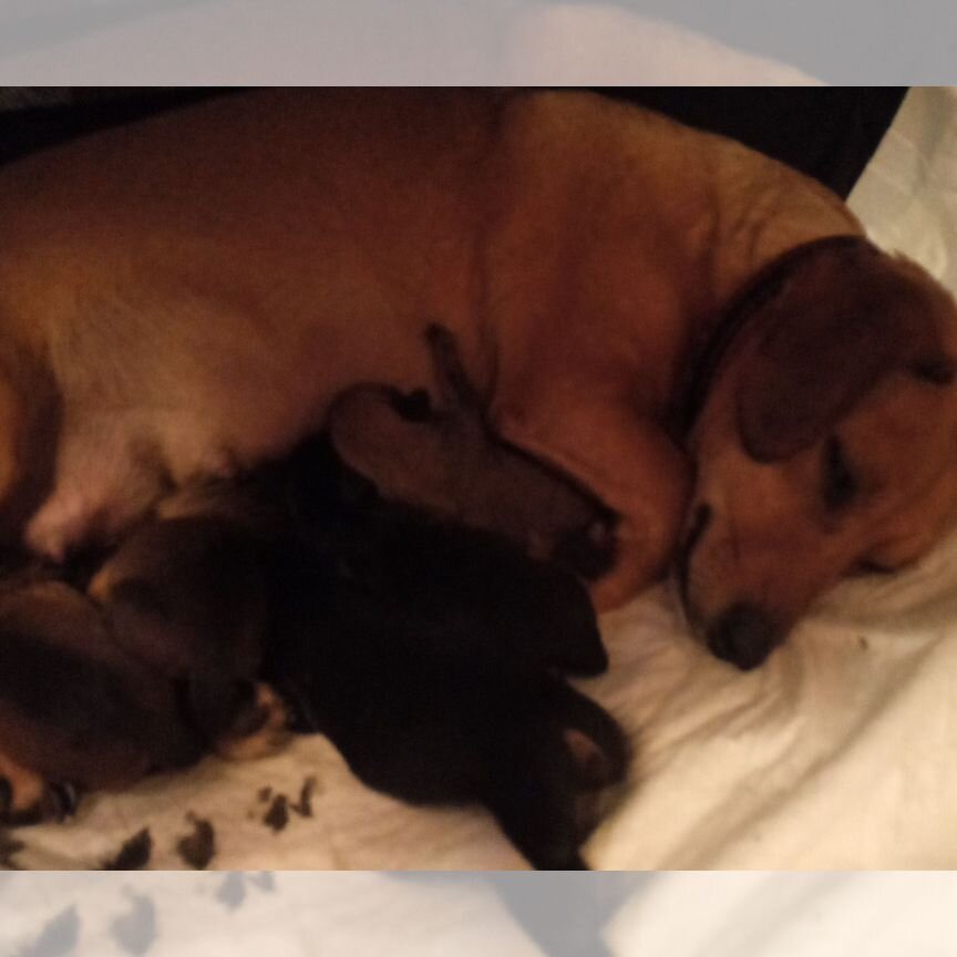 Кроличья такса