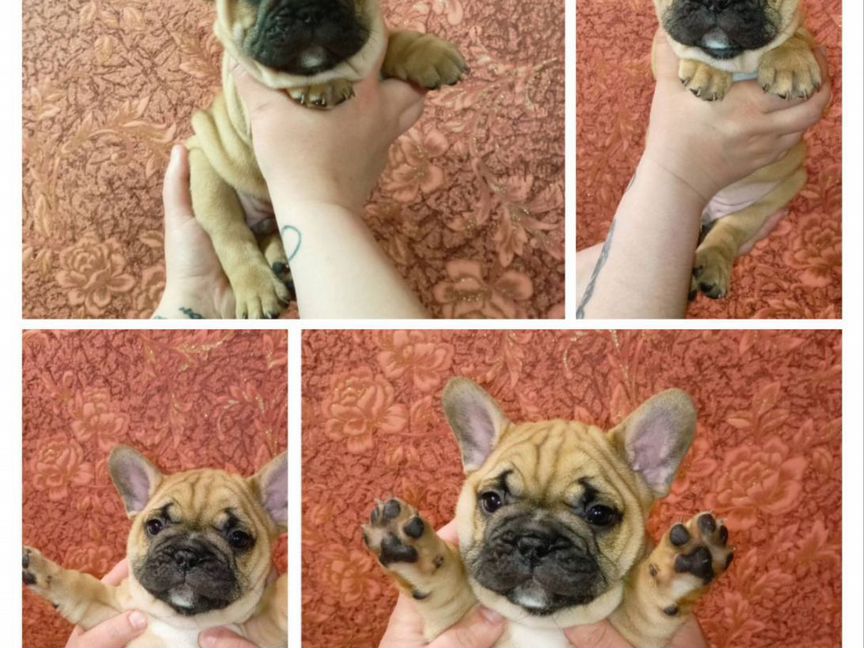 Французский бульдог щенки