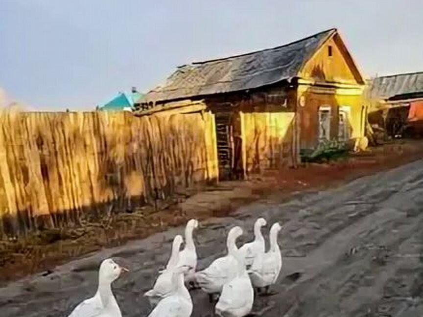 Гуси