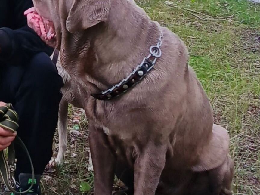 Мастино неаполитано