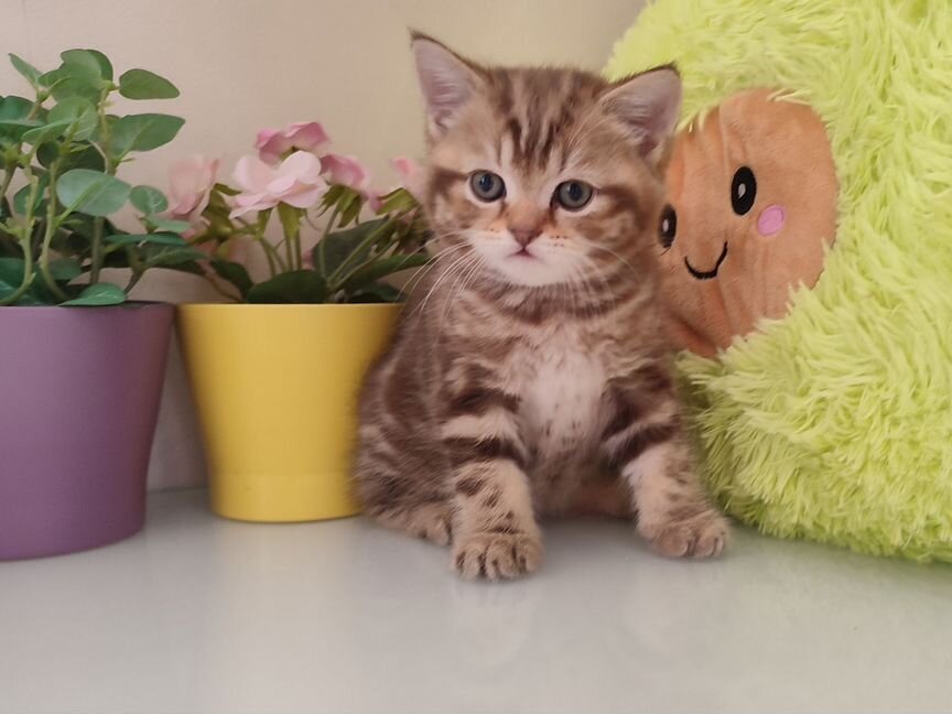 Шотландский мальчик