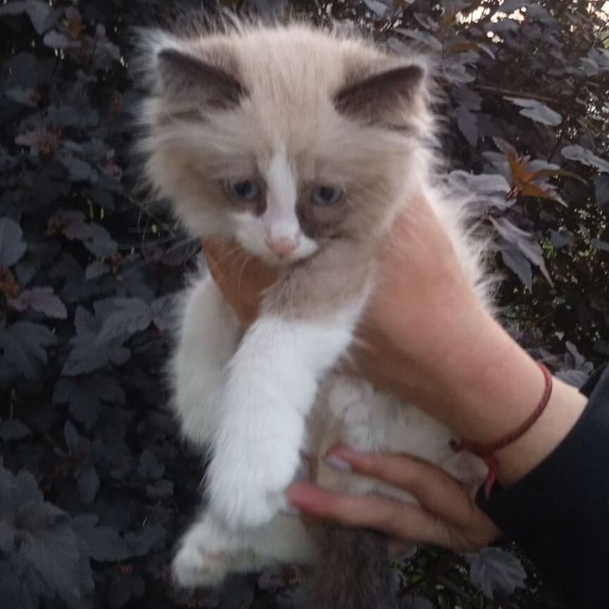 Котята
