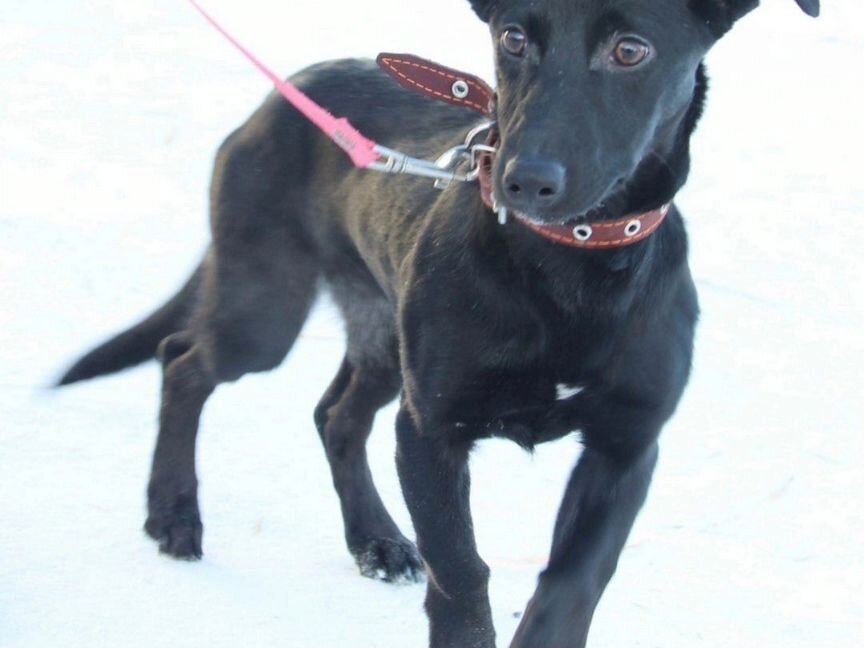 Щенок мелкашка из приюта