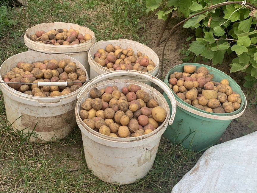 Продам картофель мелкий