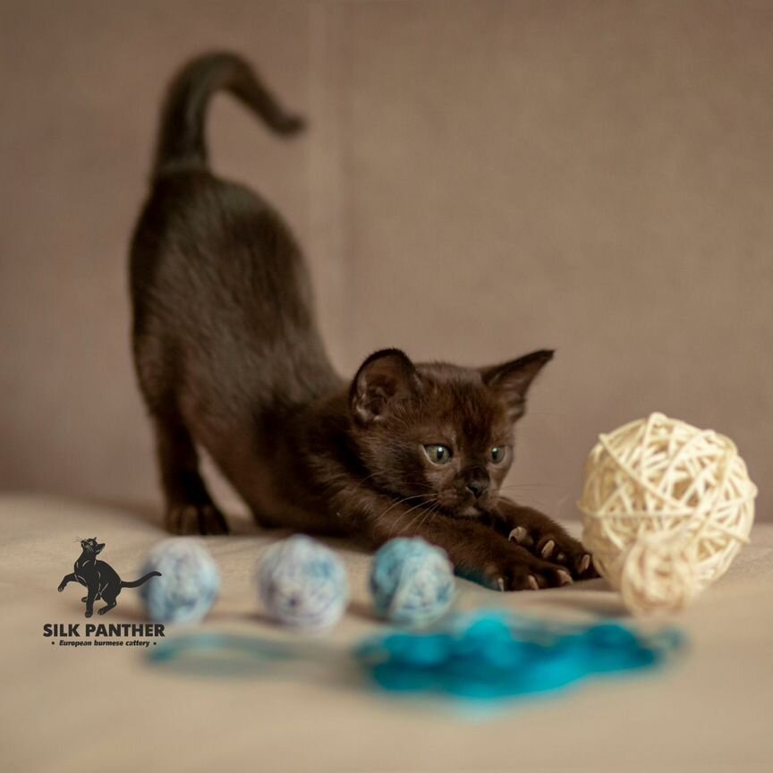 Мячик -игрушка для кошек