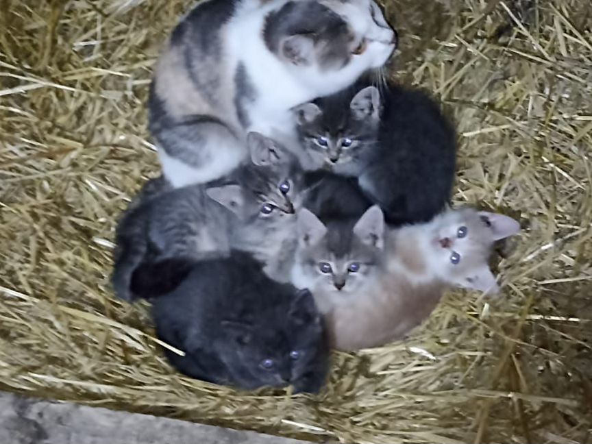 Котята