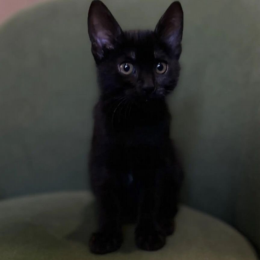 Бомбейский котёнок