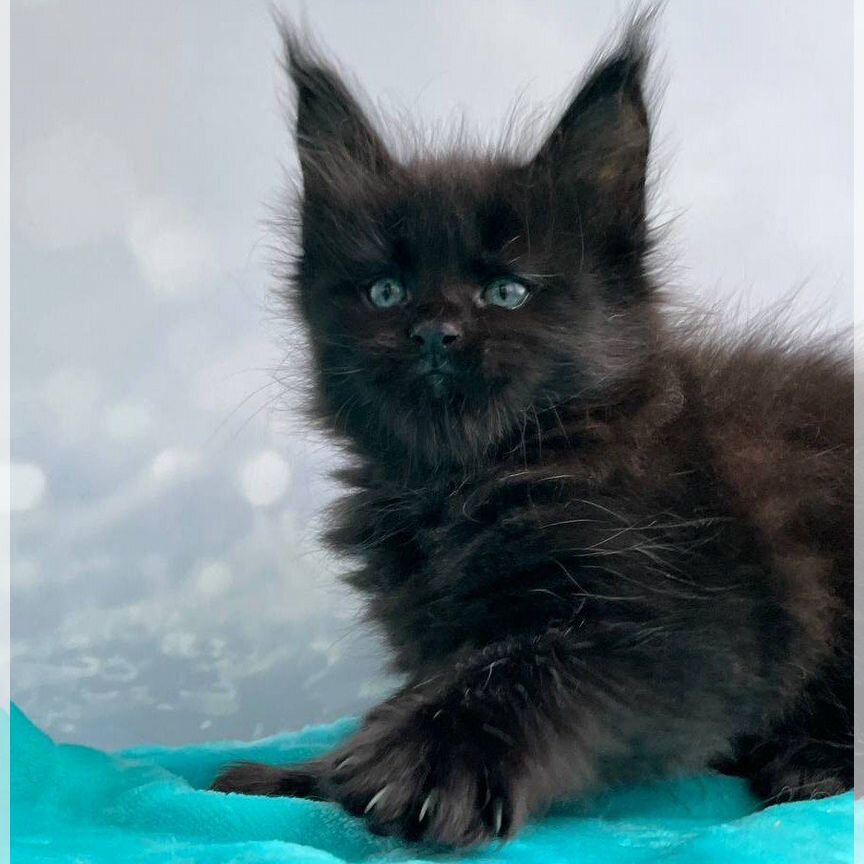 Черная мейн-куночка