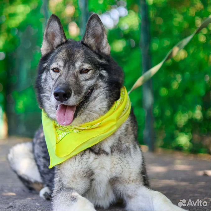 Брутальный Гром ждет в приюте